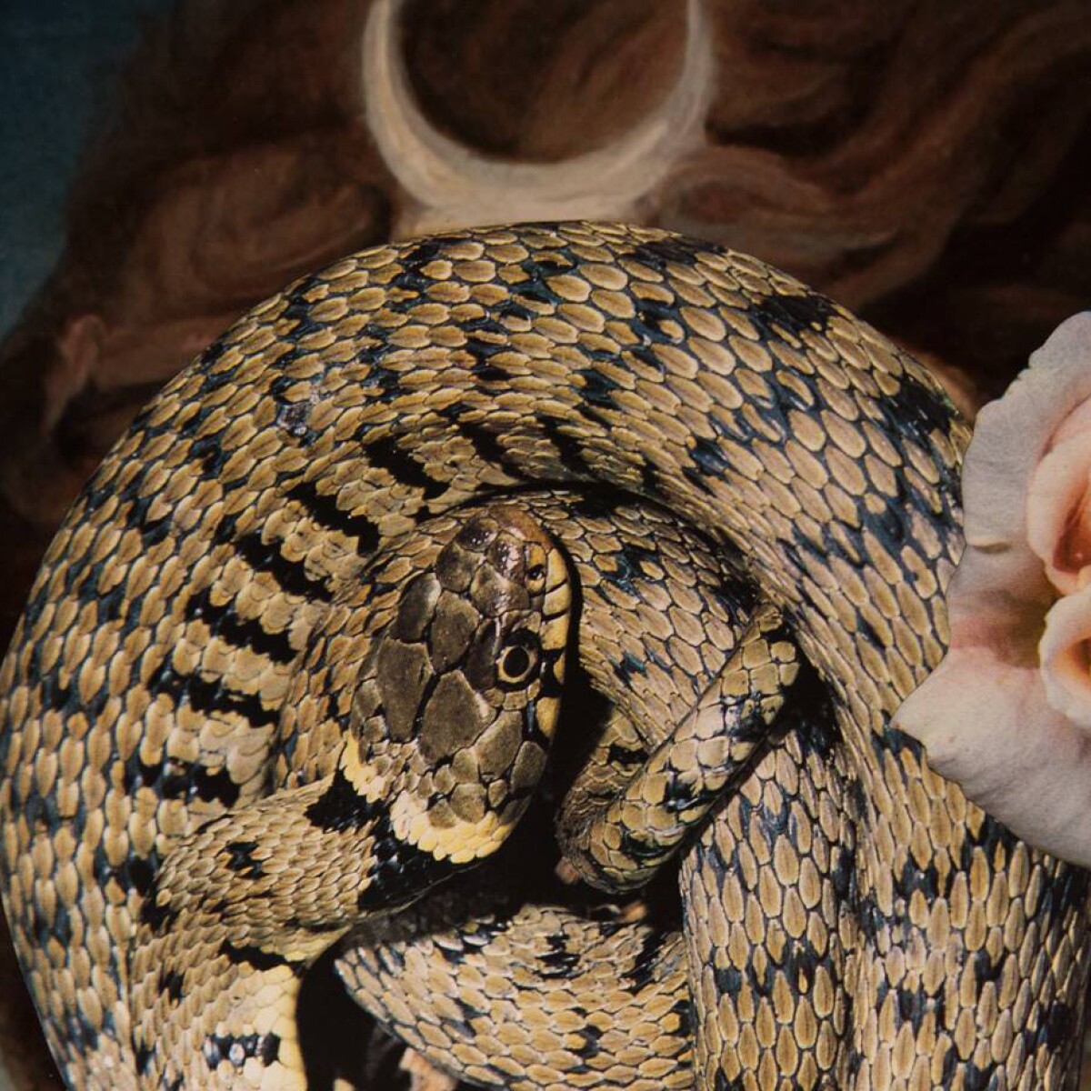 Linder Sterling: 7 Things You Need To Know | Contemporary Art | Sotheby's